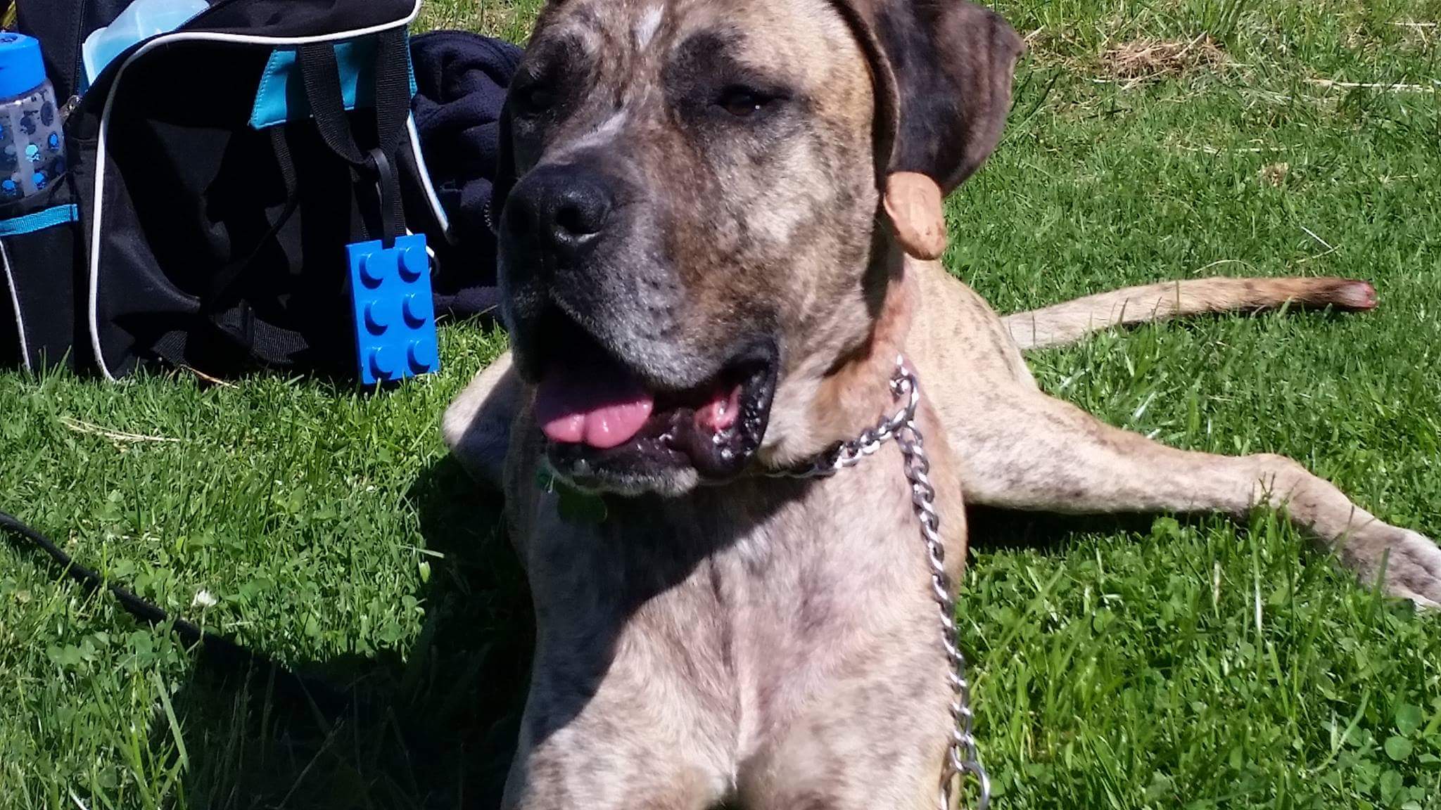 Finn - Large Male Bull Arab x Great Dane x Pointer x Wolfhound Mix Dog ...