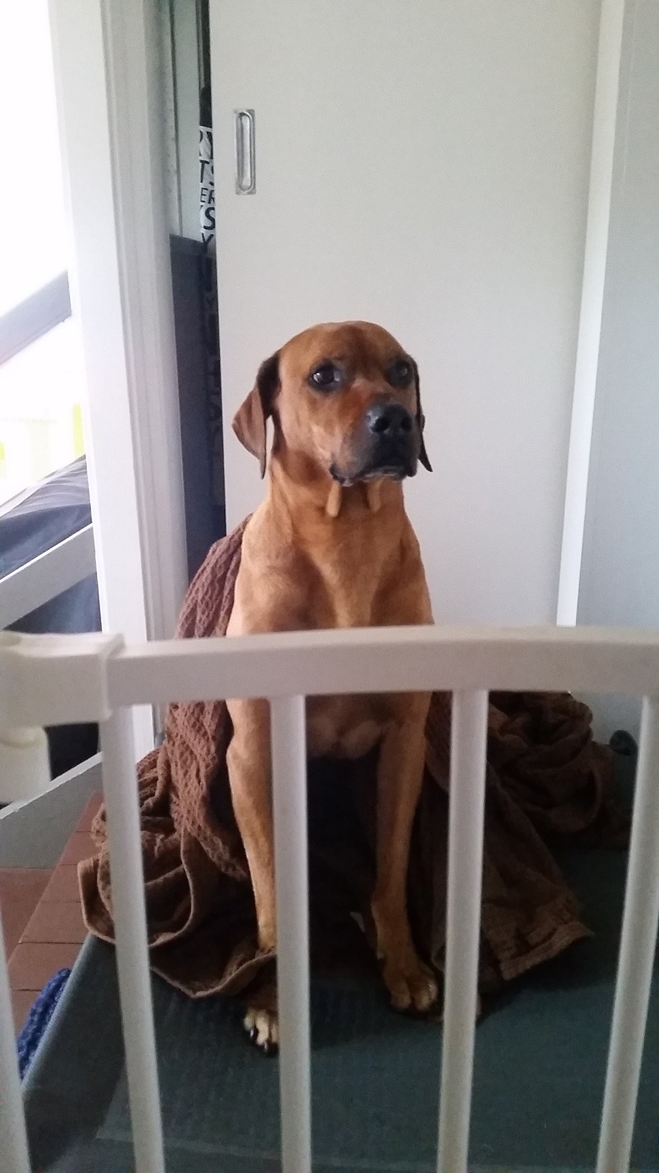 Teo - Large Male Rhodesian Ridgeback Dog in QLD - PetRescue