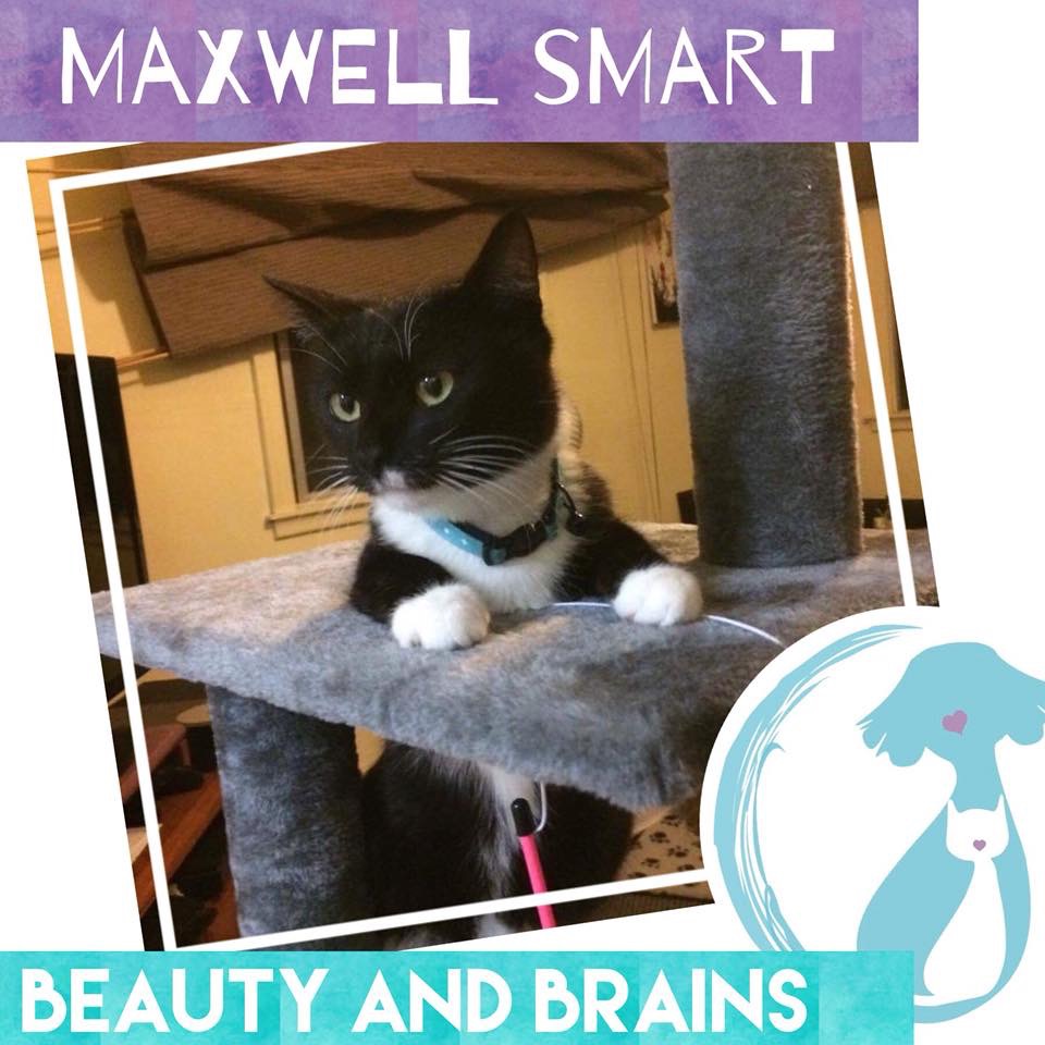 Maxwell Smart - Male Domestic Short Hair Cat in QLD - PetRescue