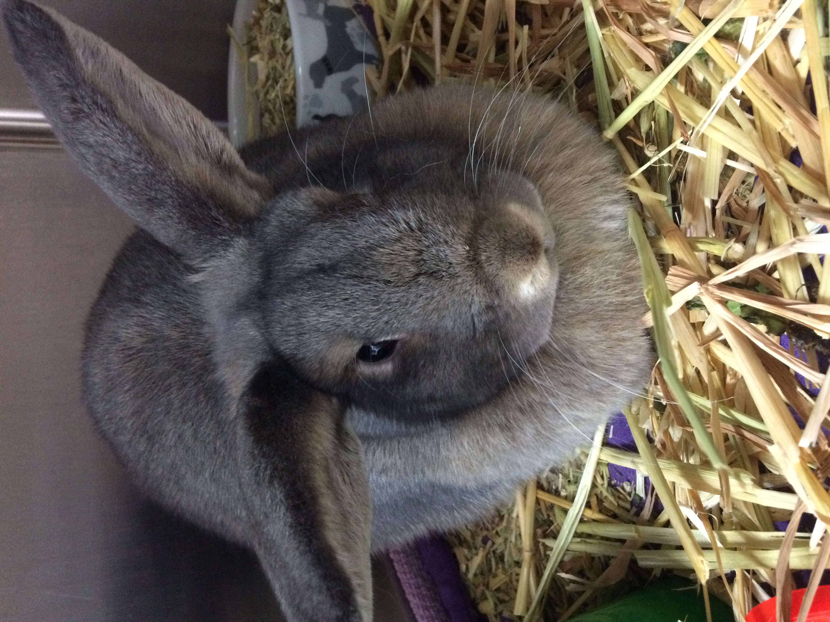 Lola - Female Dwarf Mix Rabbit in VIC - PetRescue