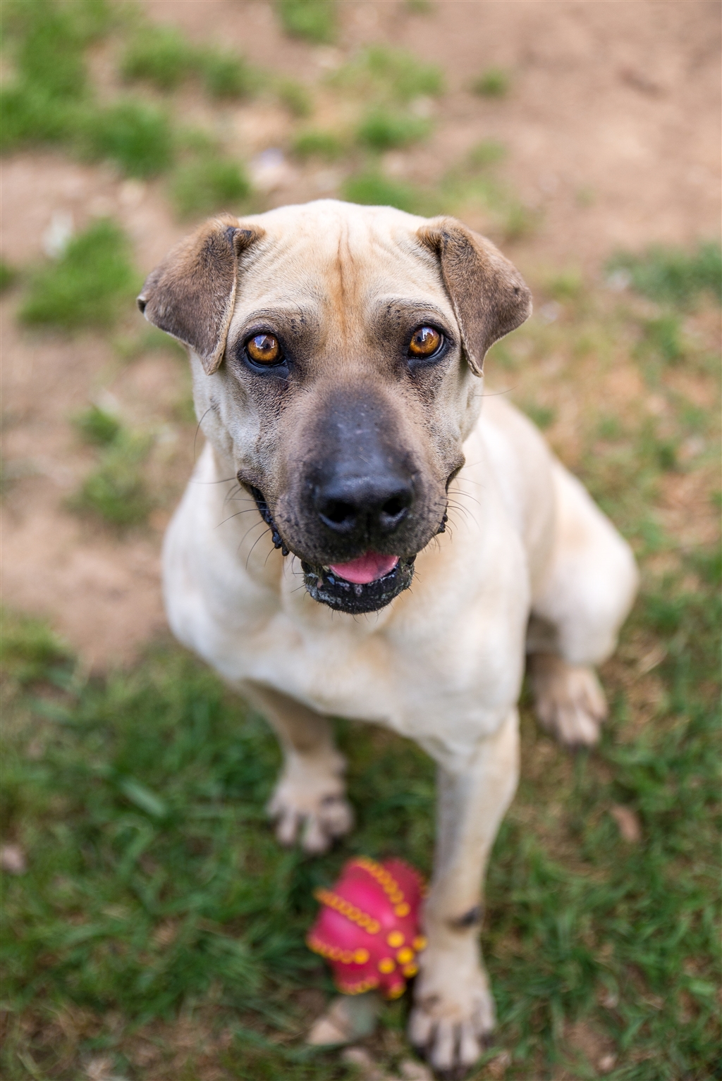 Mossy - Medium Female Rhodesian Ridgeback x Sharpei Mix Dog in NSW ...