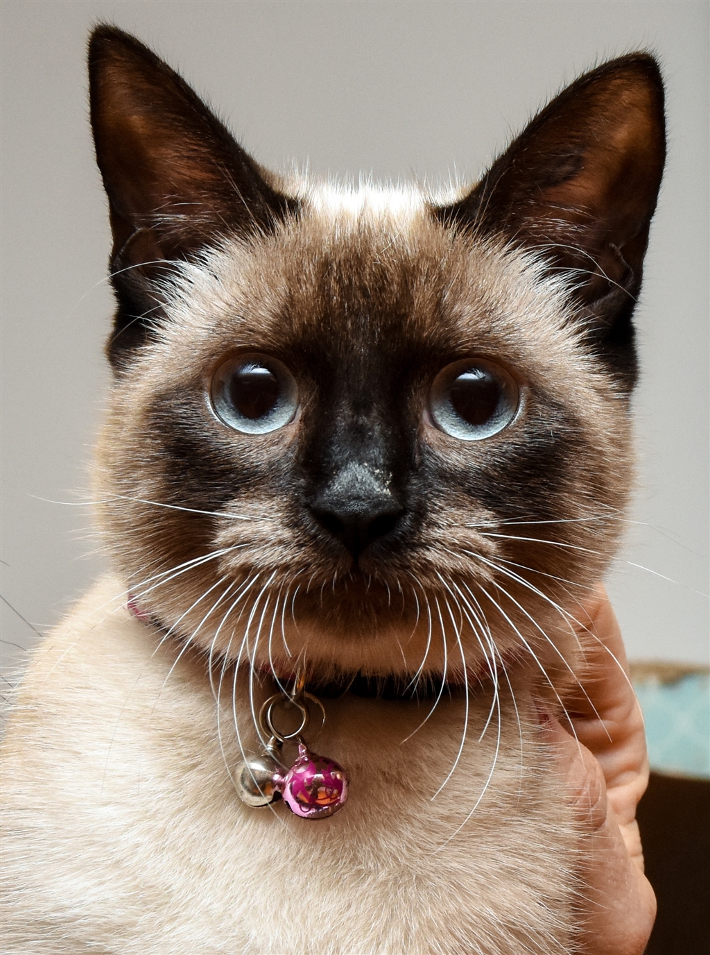Charm - Female Layanese Mix Cat in QLD - PetRescue