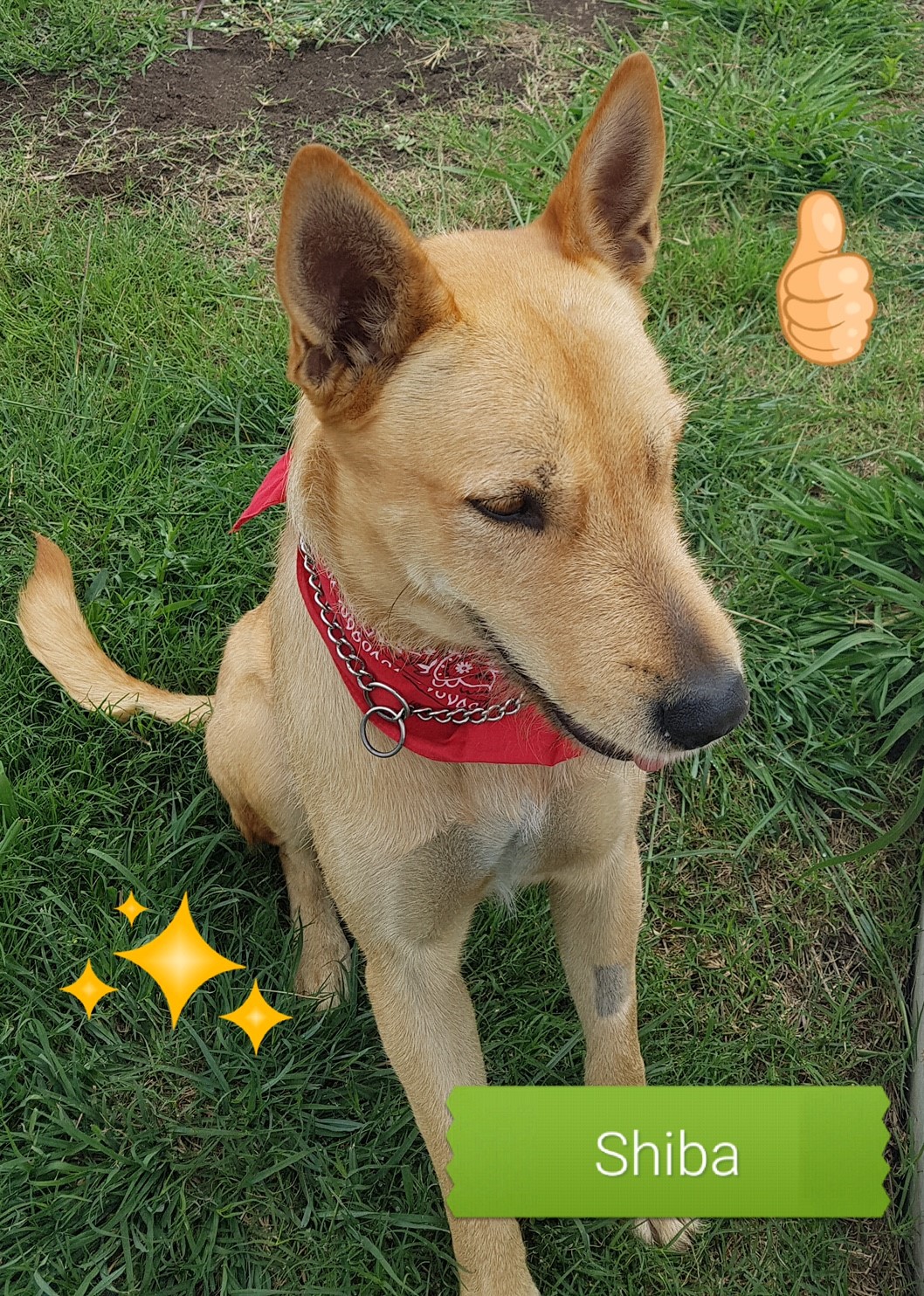 Shiba - Large Female Wolfhound Mix Dog in QLD - PetRescue