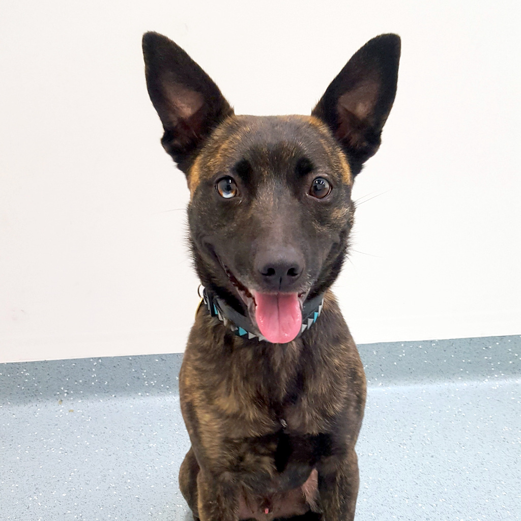 George - Medium Male Siberian Husky x Staffy Mix Dog in VIC - PetRescue