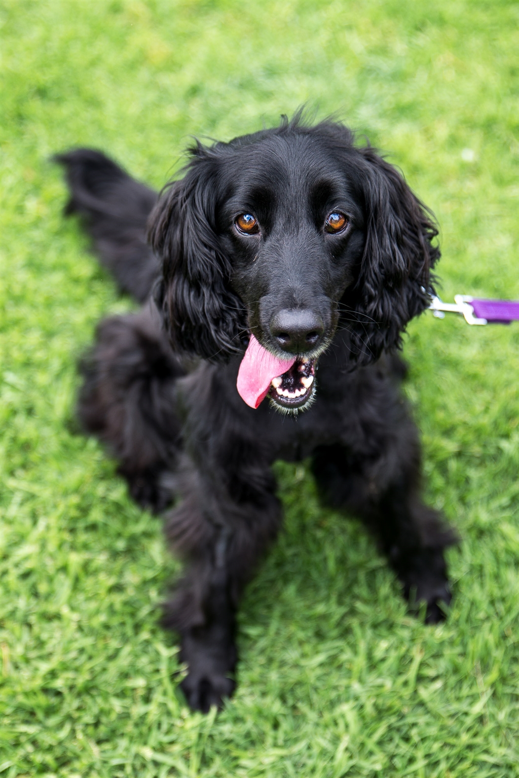 Taotao - Medium Male Cocker Spaniel, English Mix Dog in NSW - PetRescue