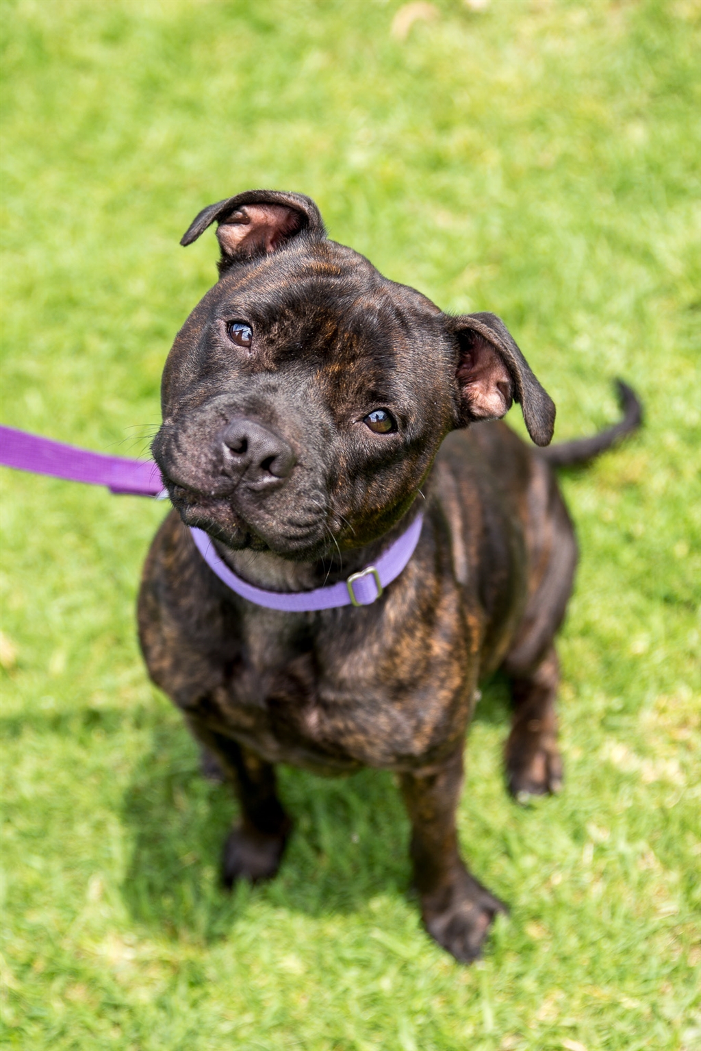 Tilly - Medium Female Staffi Mix Dog in NSW - PetRescue