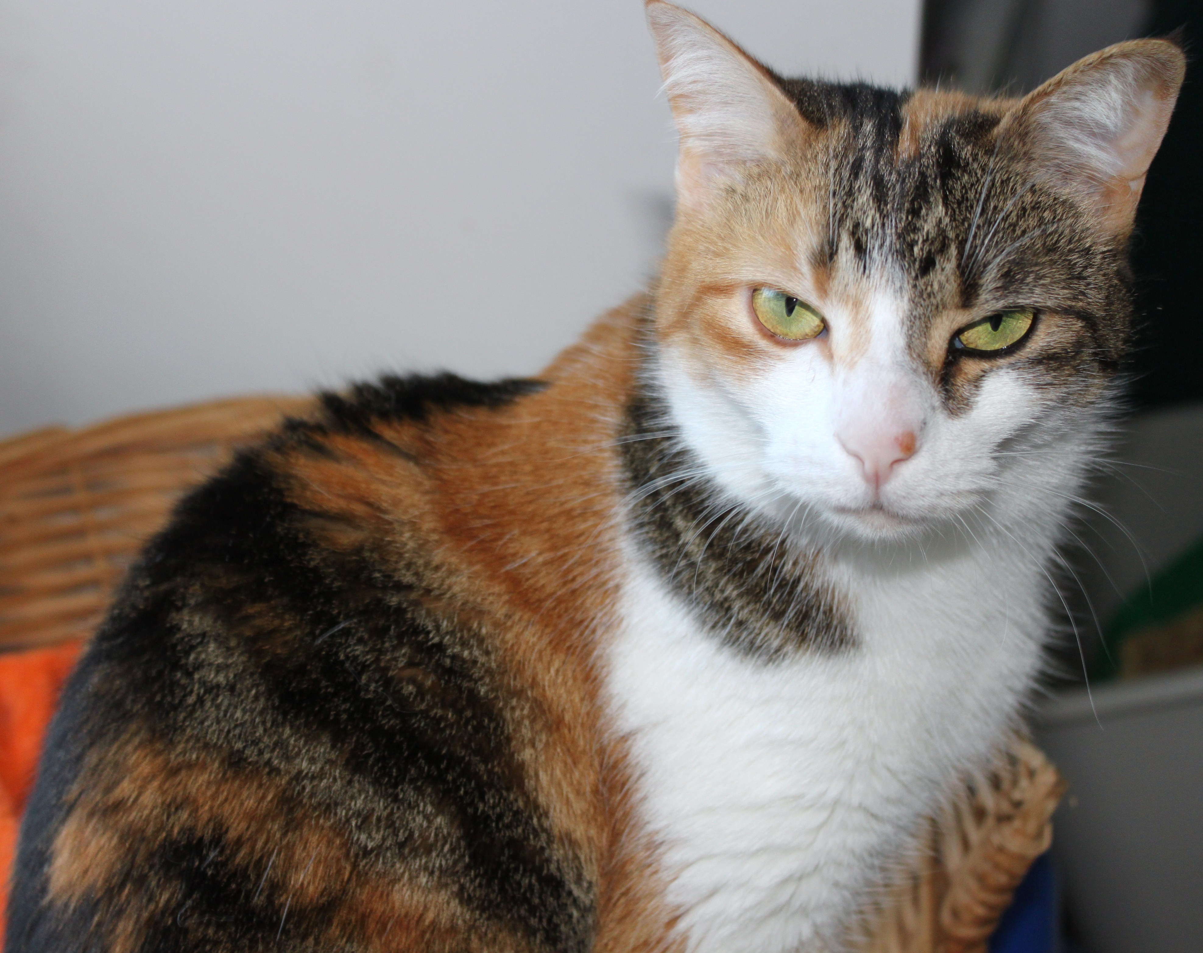 Swedish Tortie - Female Domestic Short Hair Cat in NSW - PetRescue