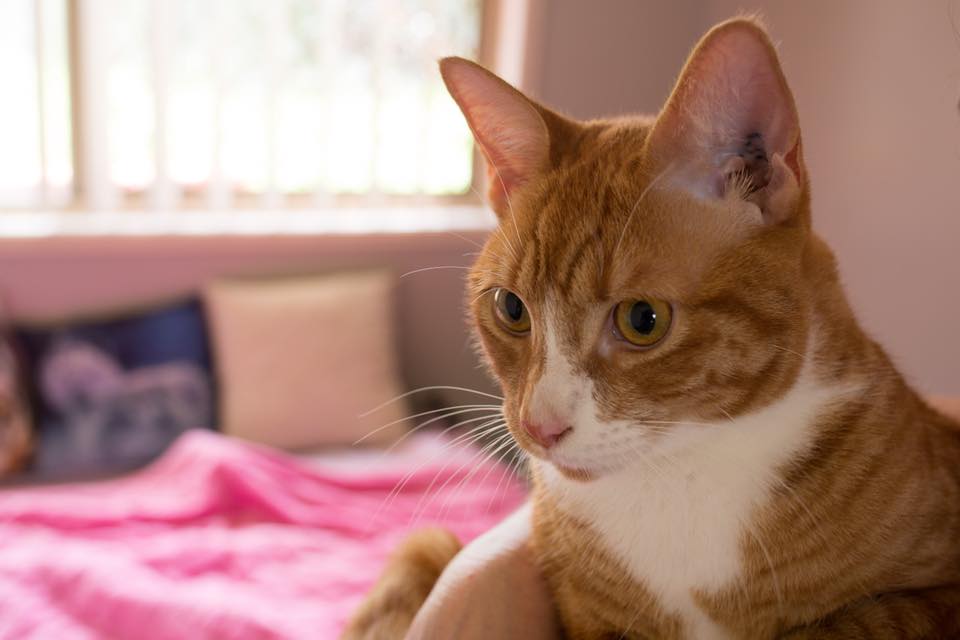 Jeremiah - Male Domestic Short Hair Mix Cat in QLD - PetRescue