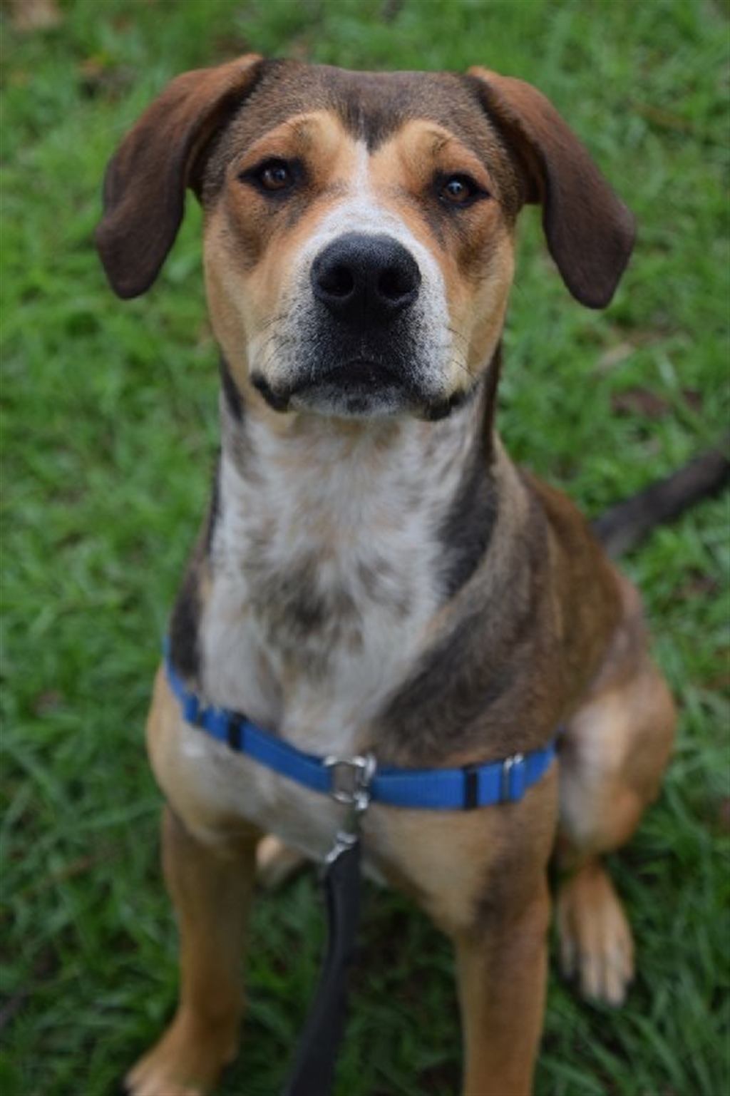 Tammy - Medium Female American Foxhound Mix Dog in QLD - PetRescue
