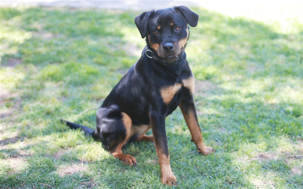 Harley - Large Female Rottweiler Mix Dog in VIC - PetRescue