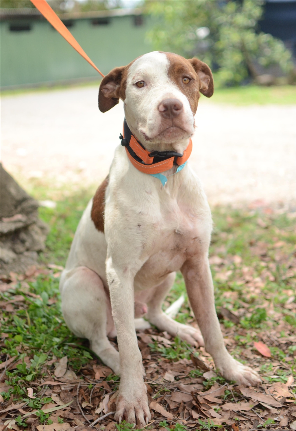 Alexander - Large Male Dogue De Bordeaux x American Staffordshire Bull ...