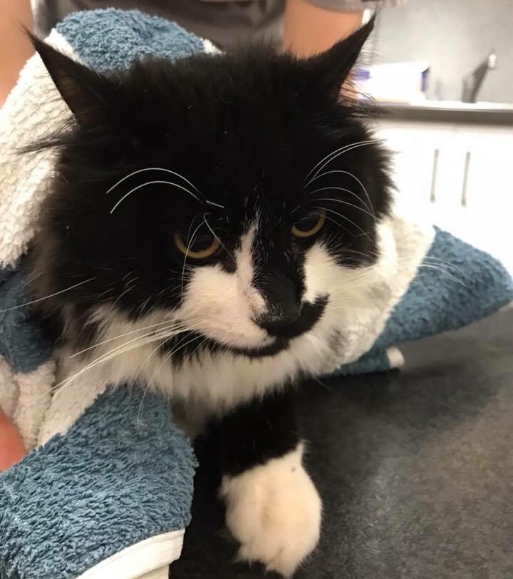 Boaz HC841 - Male Domestic Long Hair Cat in WA - PetRescue