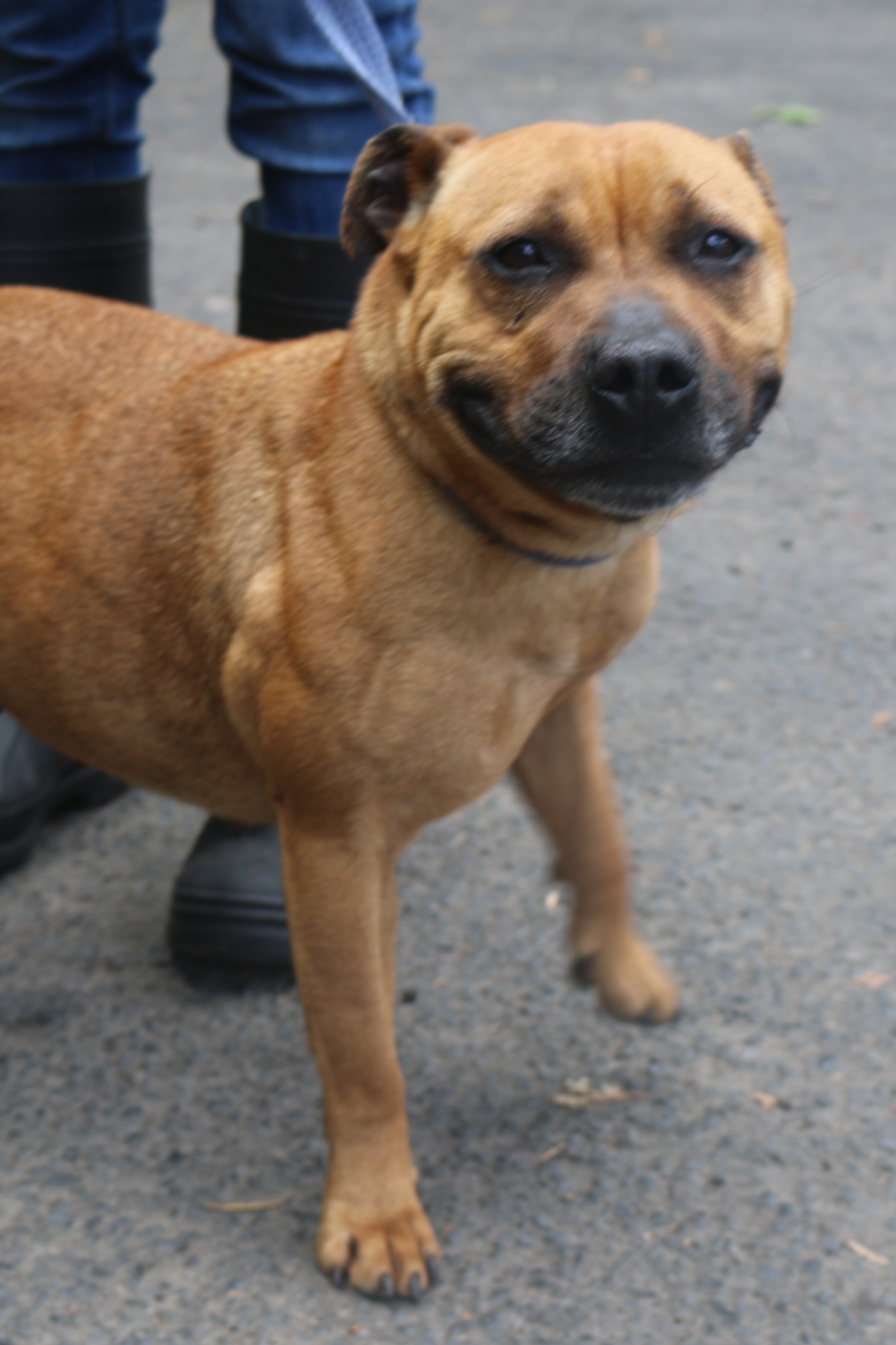 Ruby - Medium Female Staffy Dog in NSW - PetRescue