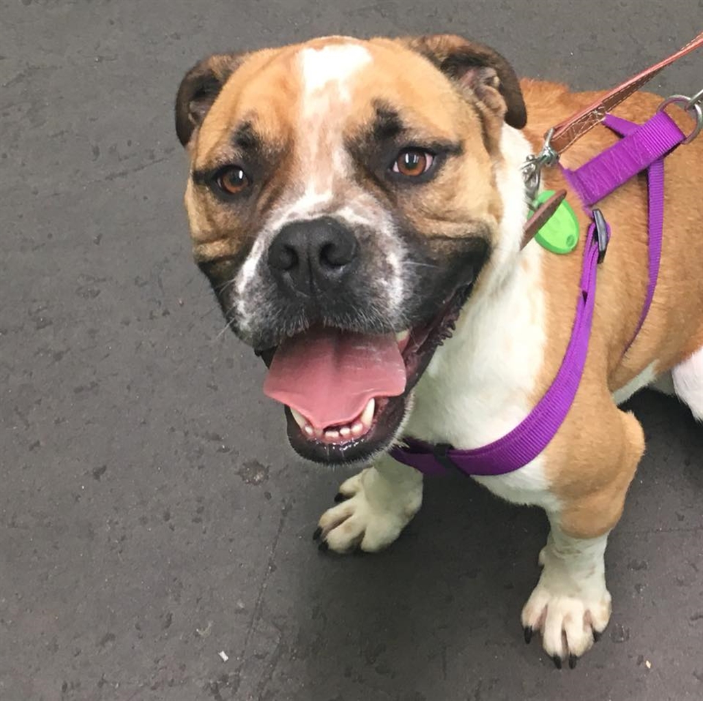 Fang - Medium Male Australian Bulldog Mix Dog in VIC - PetRescue