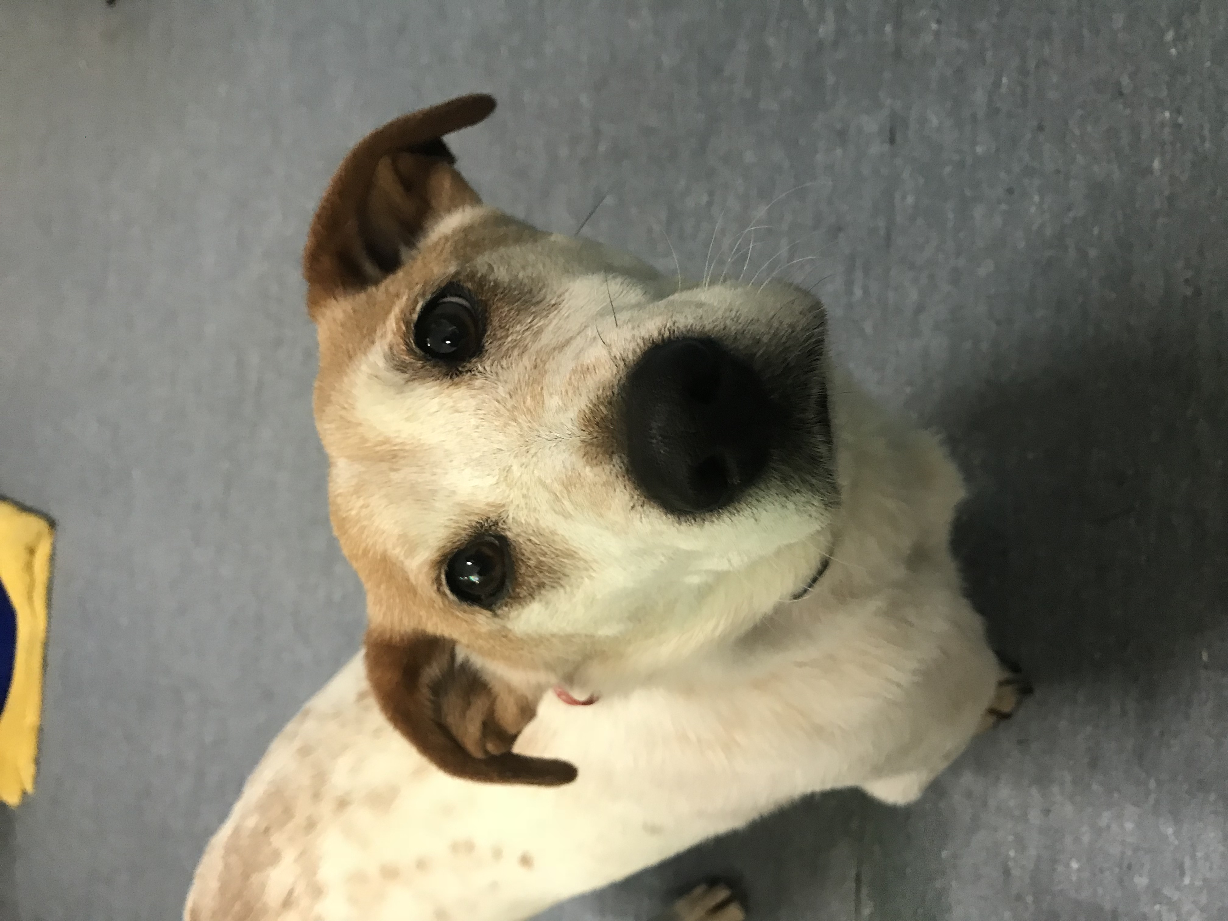 Norton - Small Male Jack Russell Terrier x Red Heeler x Welsh Corgi Mix ...