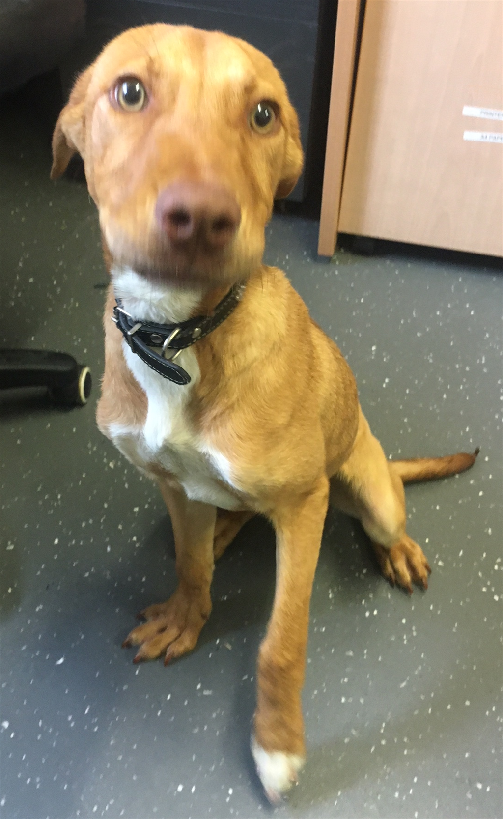 Ronald - Large Male Rhodesian Ridgeback x English Pointer Mix Dog in ...