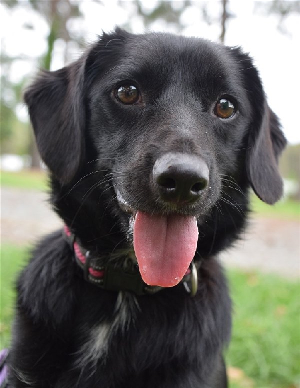 Lacey - Medium Female Border Collie x Cavalier King Charles Spaniel Mix ...