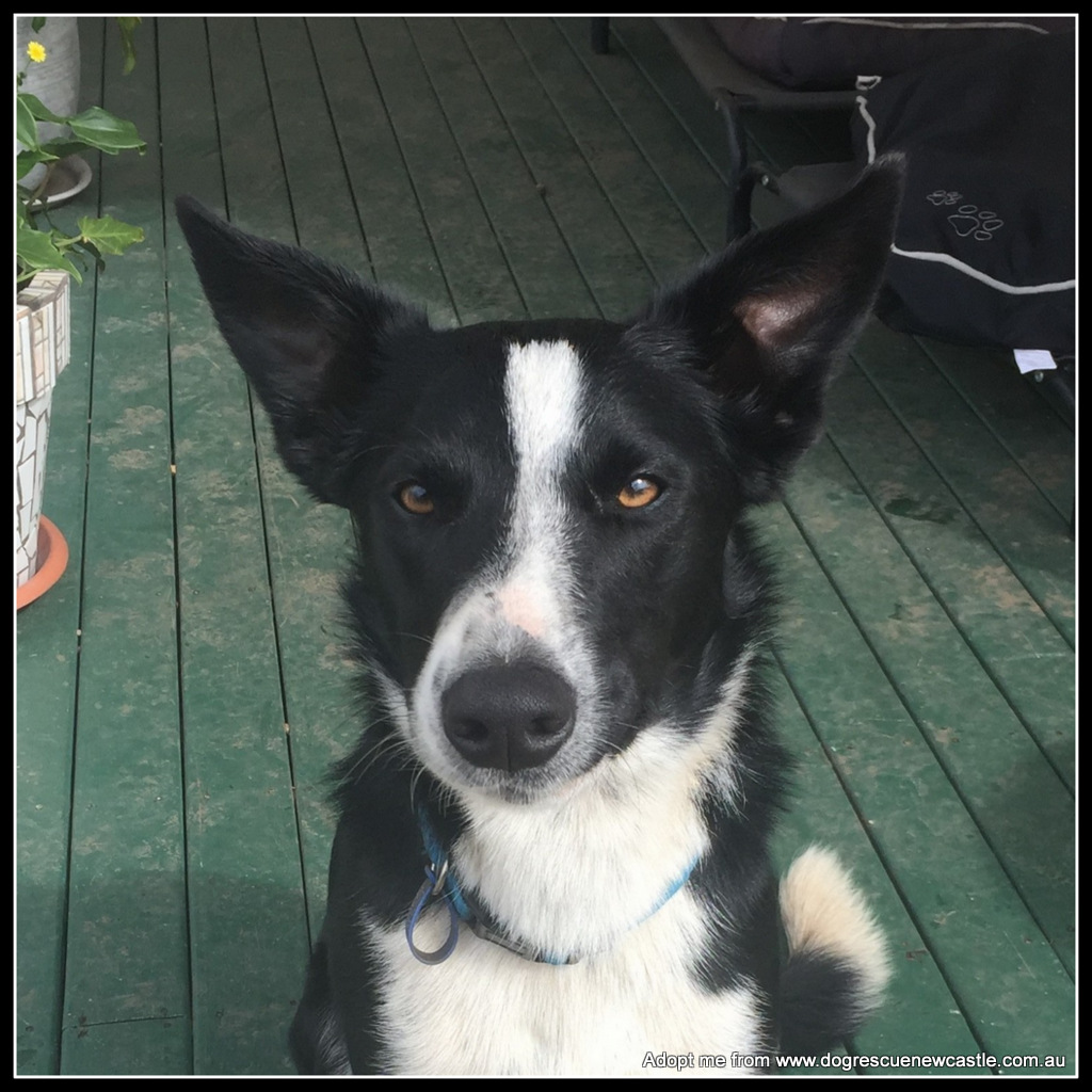 Steven ~ border collie x (pending trial 24/11/17) - Medium Male Border ...