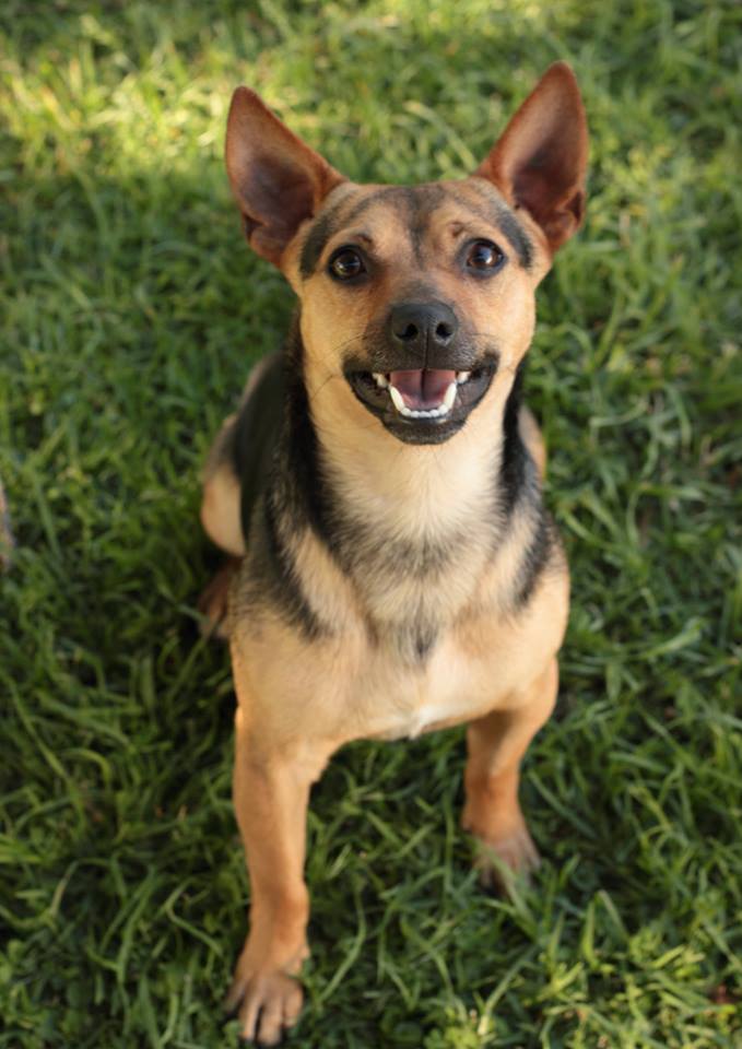 Frado - Small Male Cross Breed Dog in SA - PetRescue