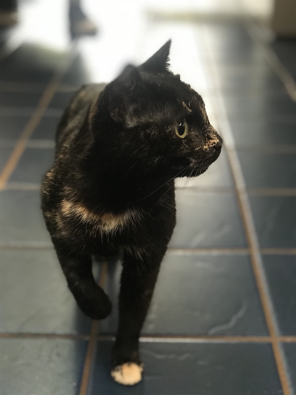 Serenity - Female Manx Mix Cat in QLD - PetRescue