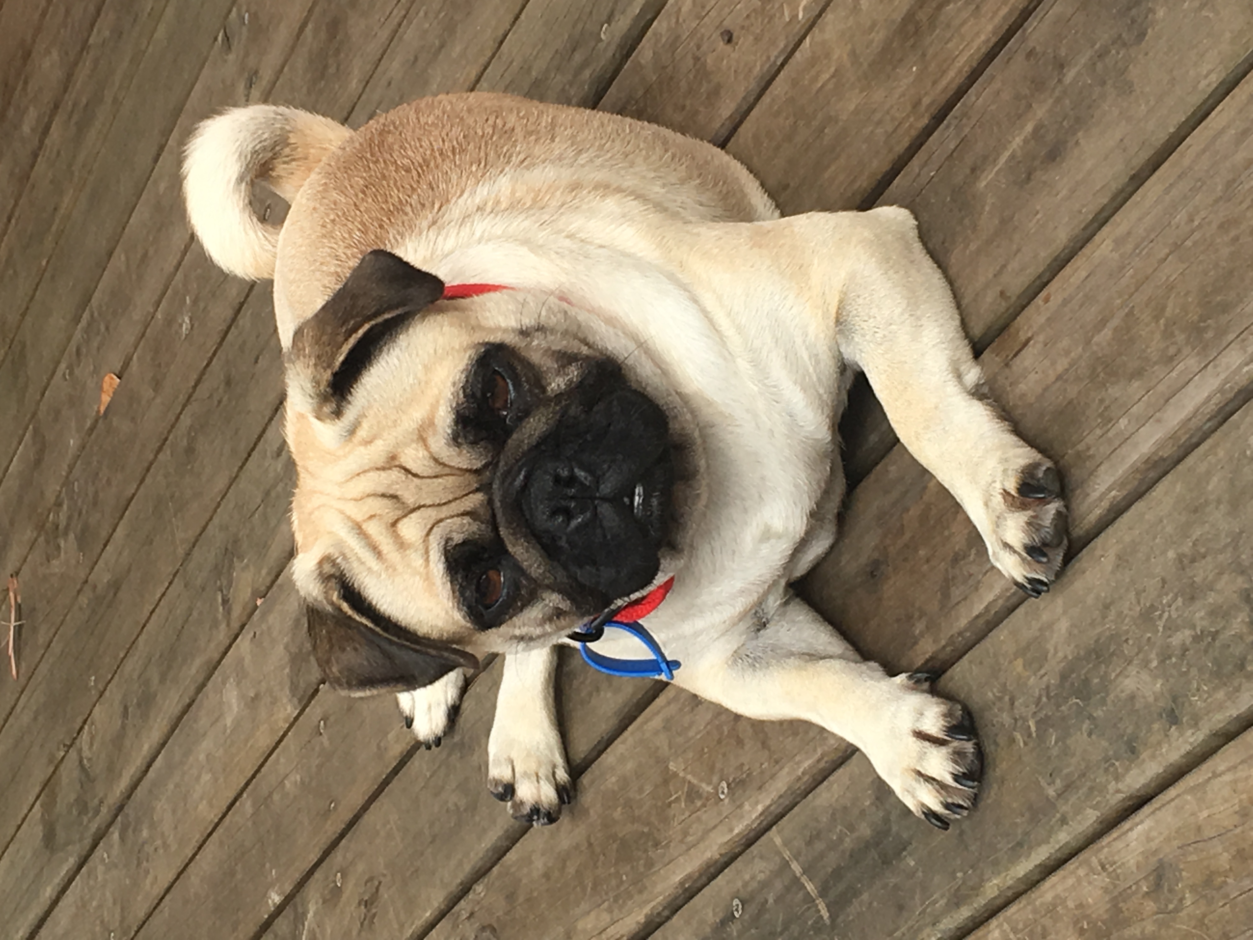Sandy - Small Female Pug Dog in NSW - PetRescue