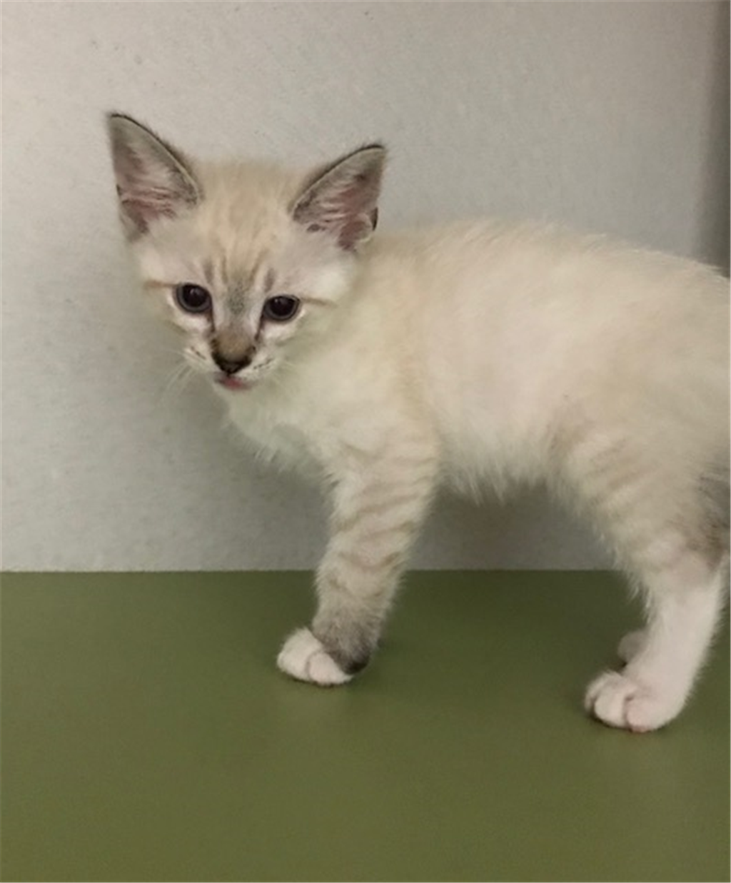 Sam - Male Snowshoe Mix Cat in QLD - PetRescue