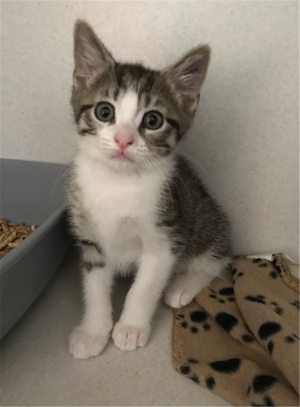 Marbles - Male Manx Mix Cat in QLD - PetRescue