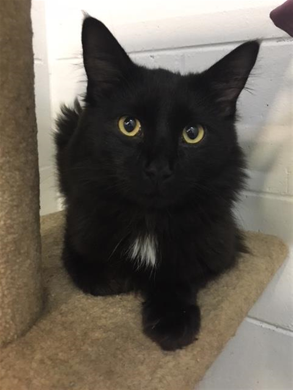 Sherbert - Male Domestic Long Hair Mix Cat in QLD - PetRescue