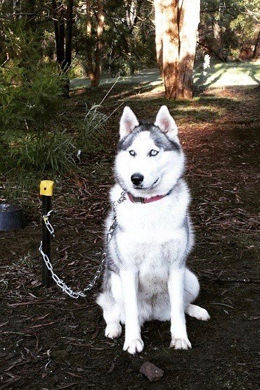 Zelda - Medium Female Siberian Husky Dog in SA - PetRescue