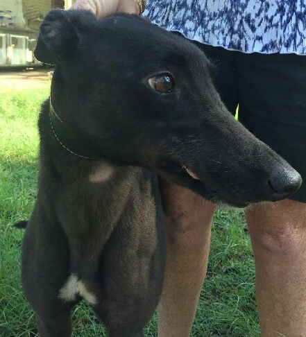 Spiffy - Large Female Greyhound Dog in QLD - PetRescue