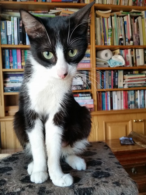 Sharona **2nd Chance Cat Rescue** - Female Domestic Short Hair Cat in ...