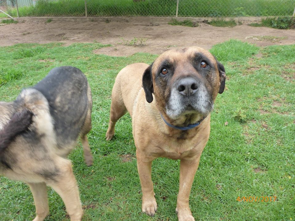 Rocky Balboa - Large Male Mixed Breed Dog in NSW - PetRescue