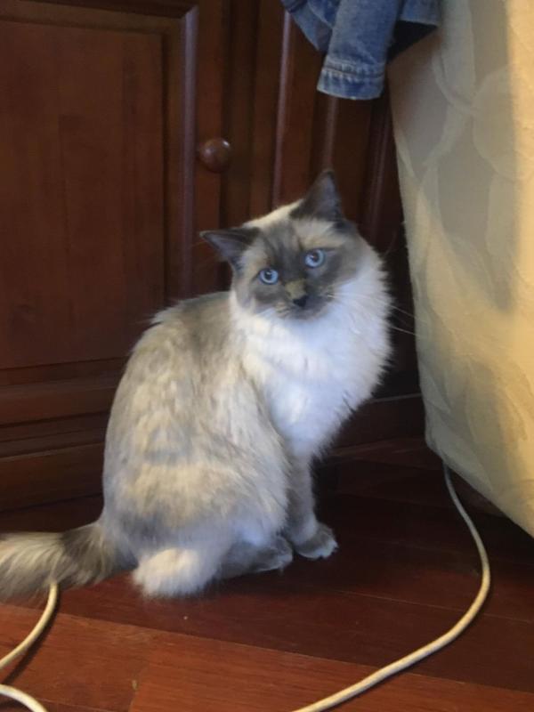 Toby - Male Ragdoll Cat in NSW - PetRescue