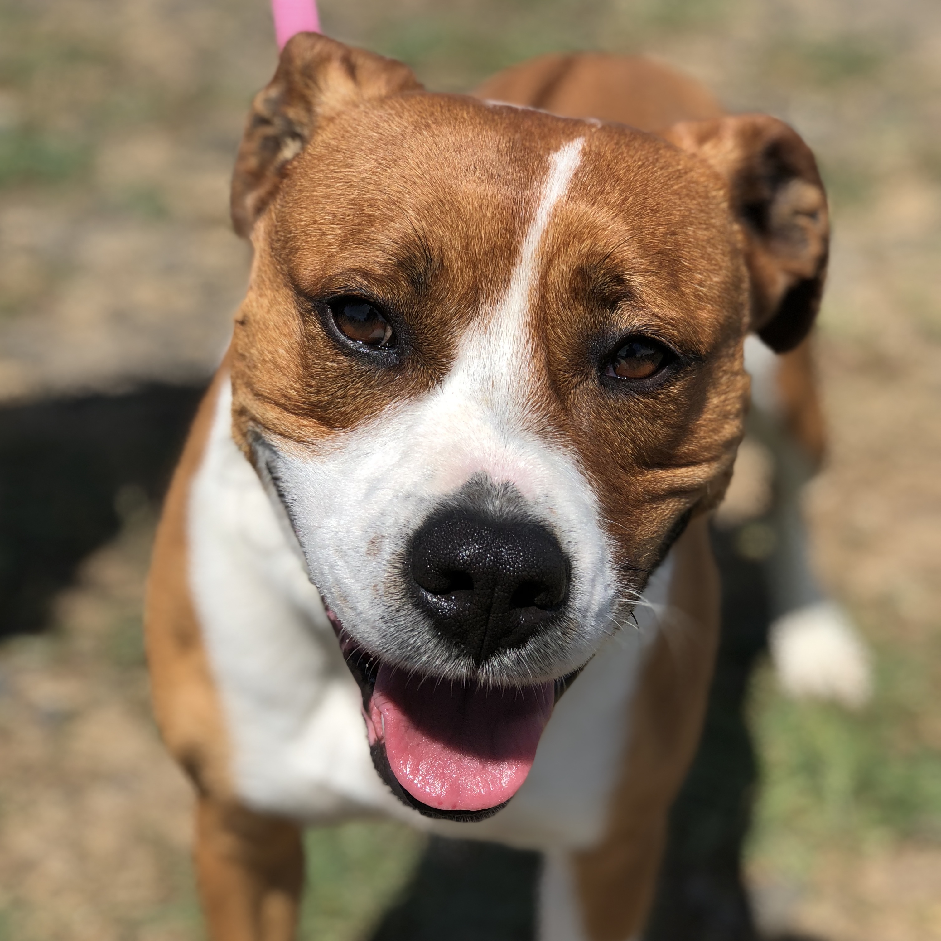 Buddy ID: 39018 - Medium Male Staffy Dog in VIC - PetRescue