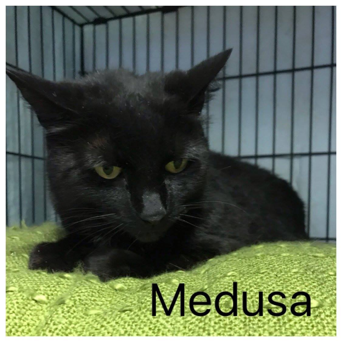 Medusa - Female Domestic Short Hair Cat in NSW - PetRescue