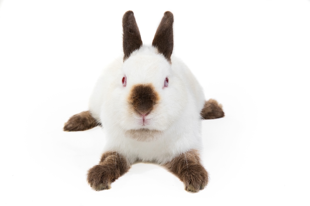 Bunberry - Female Rex Rabbit in NSW - PetRescue