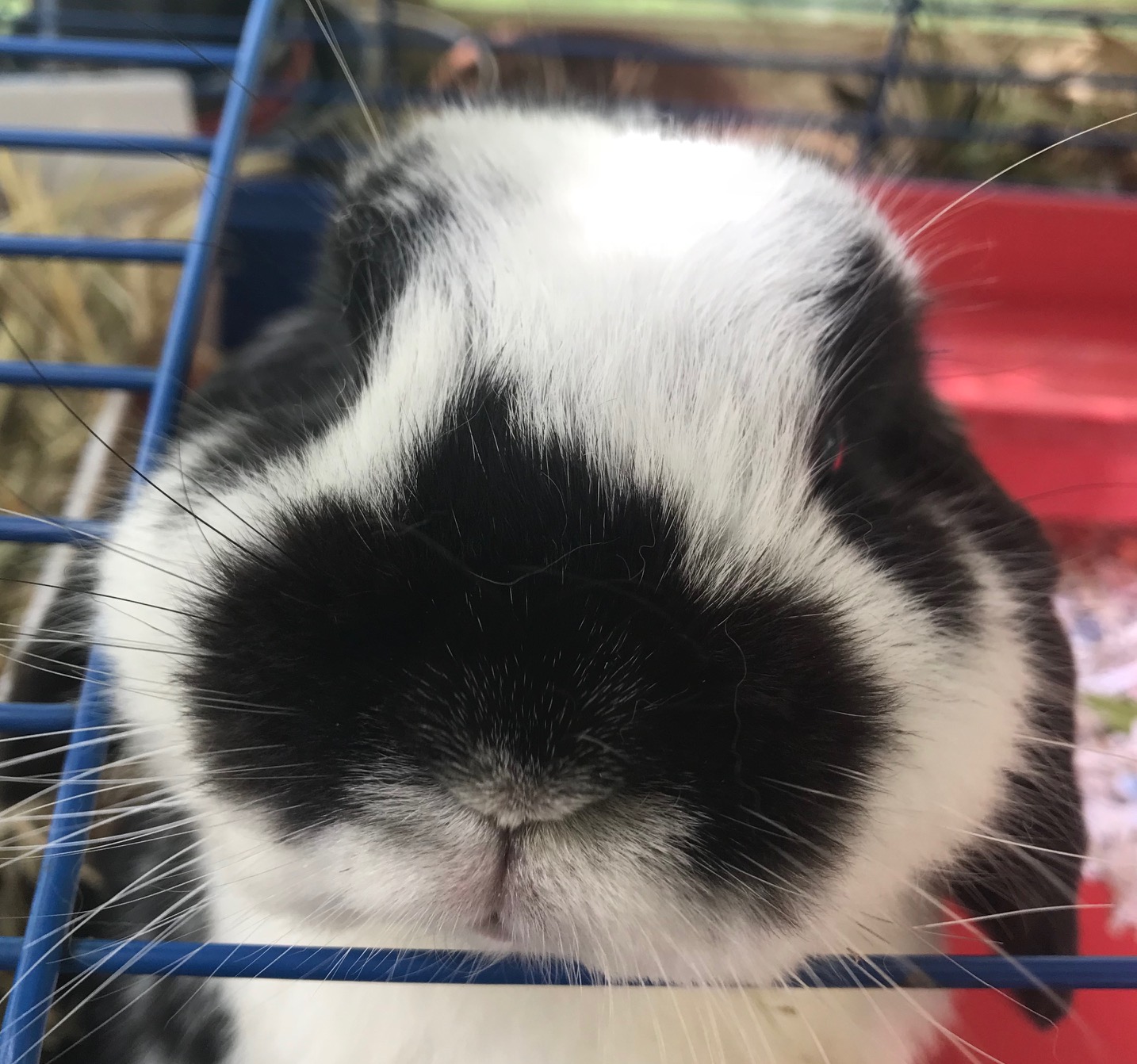 Timmy - Male Dwarf Lop Rabbit in VIC - PetRescue