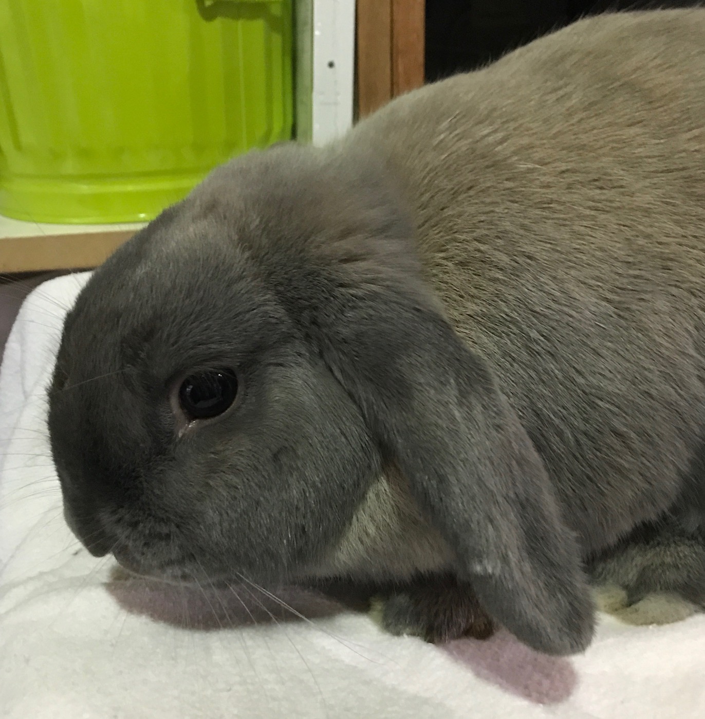 Rigby - Male Dwarf Lop Rabbit in VIC - PetRescue
