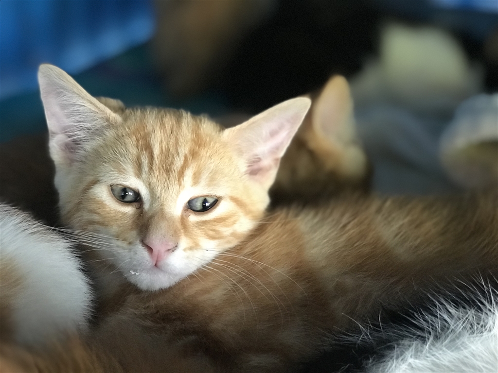 Oscar - Male Manx Mix Cat in QLD - PetRescue