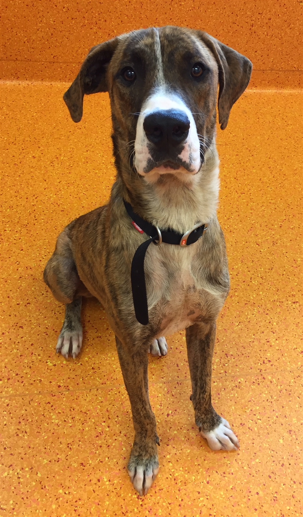 Chop - Large Male Bull Arab x Labrador Retriever Mix Dog in QLD - PetRescue
