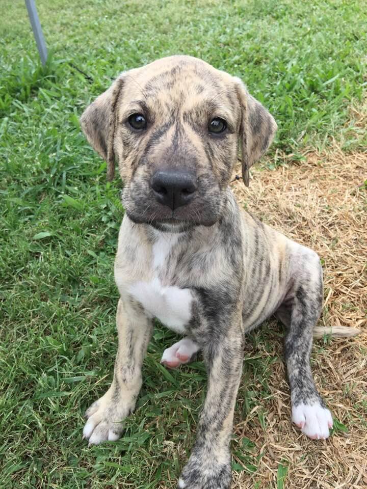 Tiger Lilly - Large Female Ridgeback Mix Dog in QLD - PetRescue