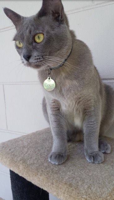 Coco - Female Burmese Mix Cat in QLD - PetRescue