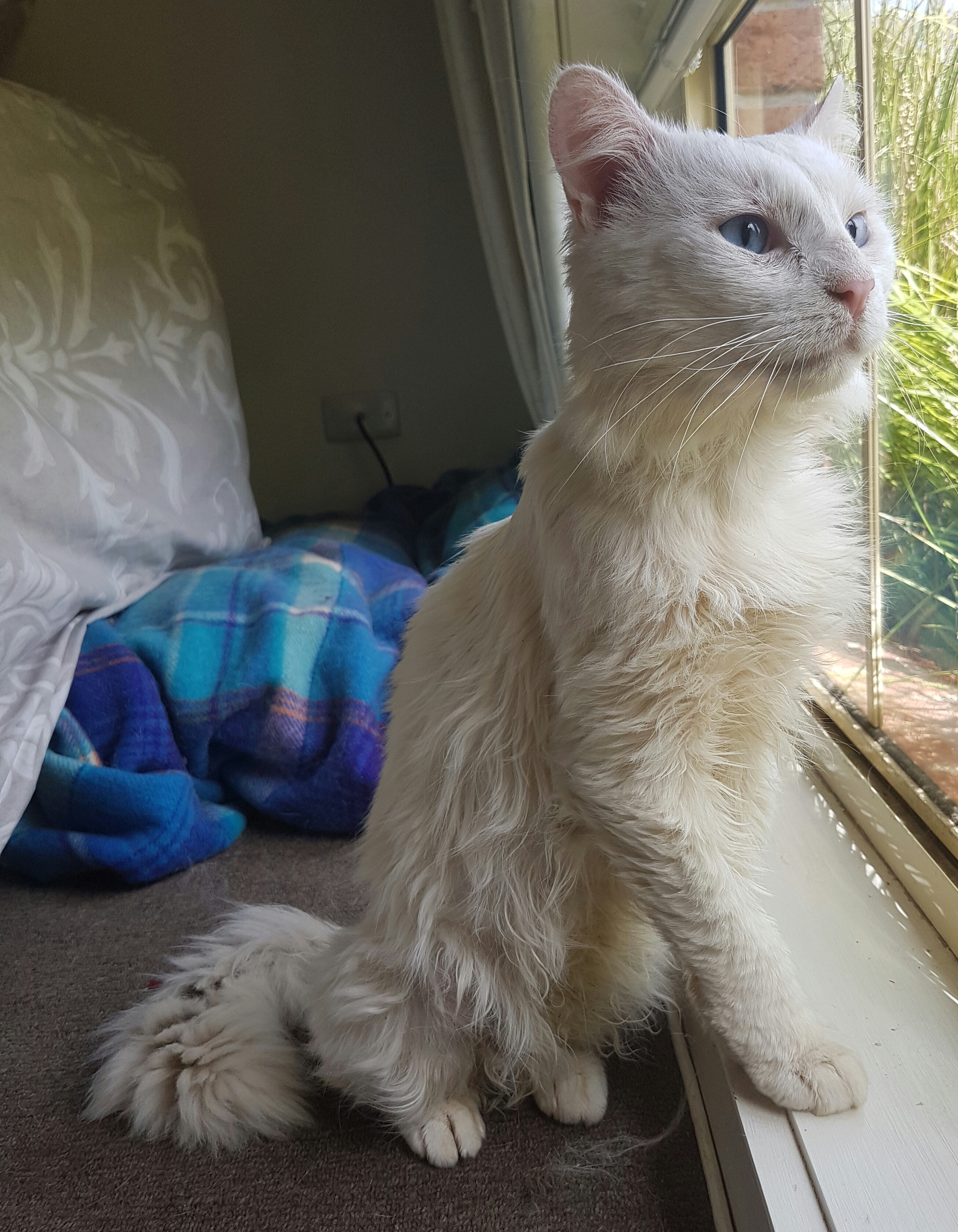Symba - Male Angora Cat in VIC - PetRescue