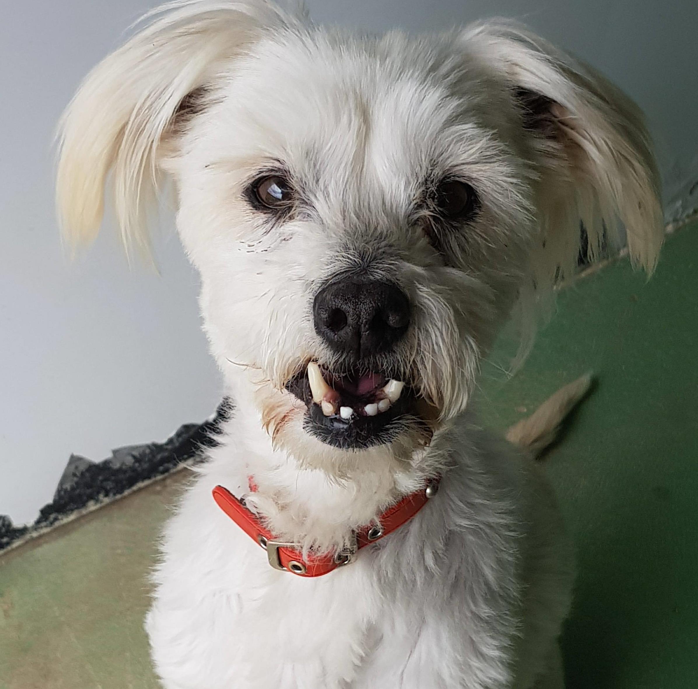 Levi Long Legs ID: 39458 - Small Male Maltese Mix Dog in VIC - PetRescue