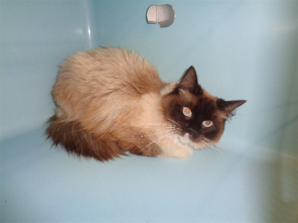 Chic - Female Birman Mix Cat in QLD - PetRescue
