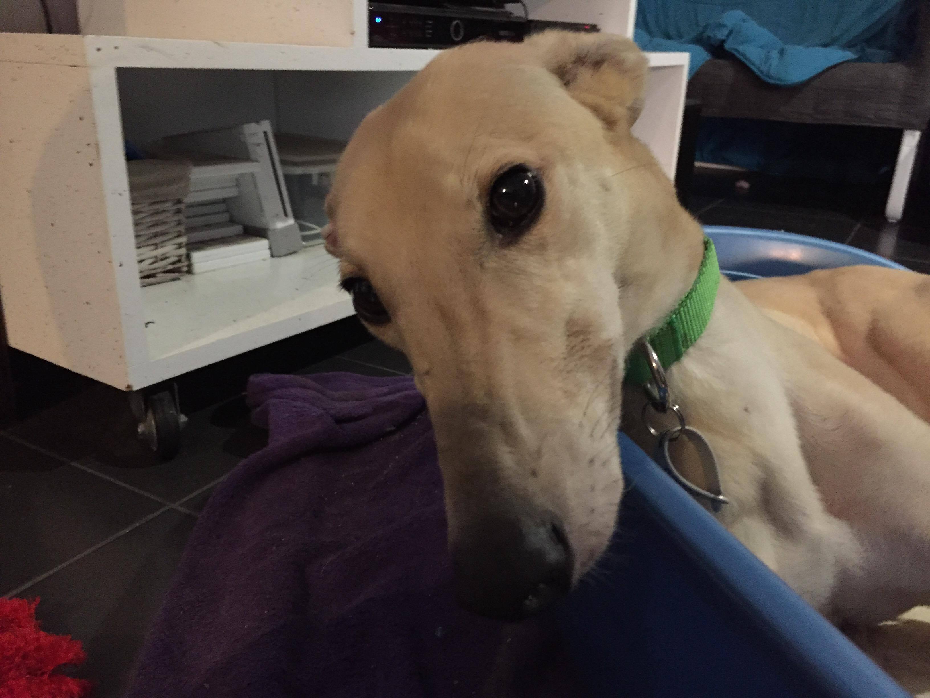 Honey - Small Female Greyhound Dog in VIC - PetRescue