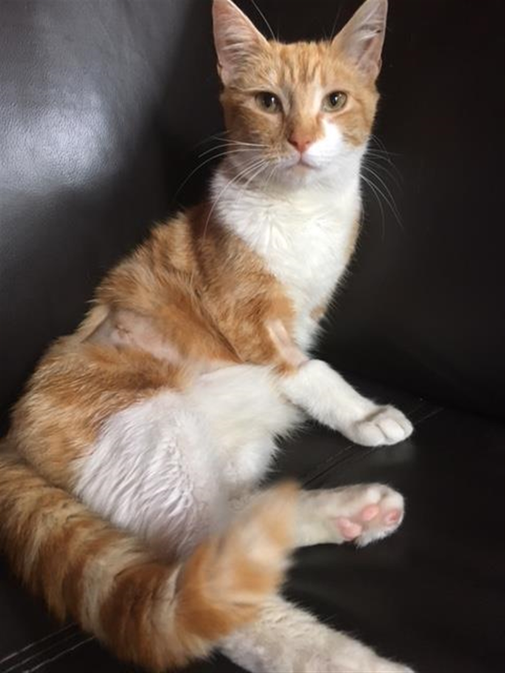 Ginger - Female Dsh Mix Cat in VIC - PetRescue