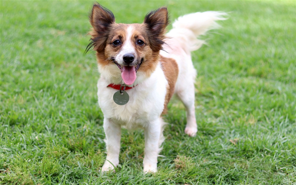 Bessie - Small Female Papillon Mix Dog in VIC - PetRescue