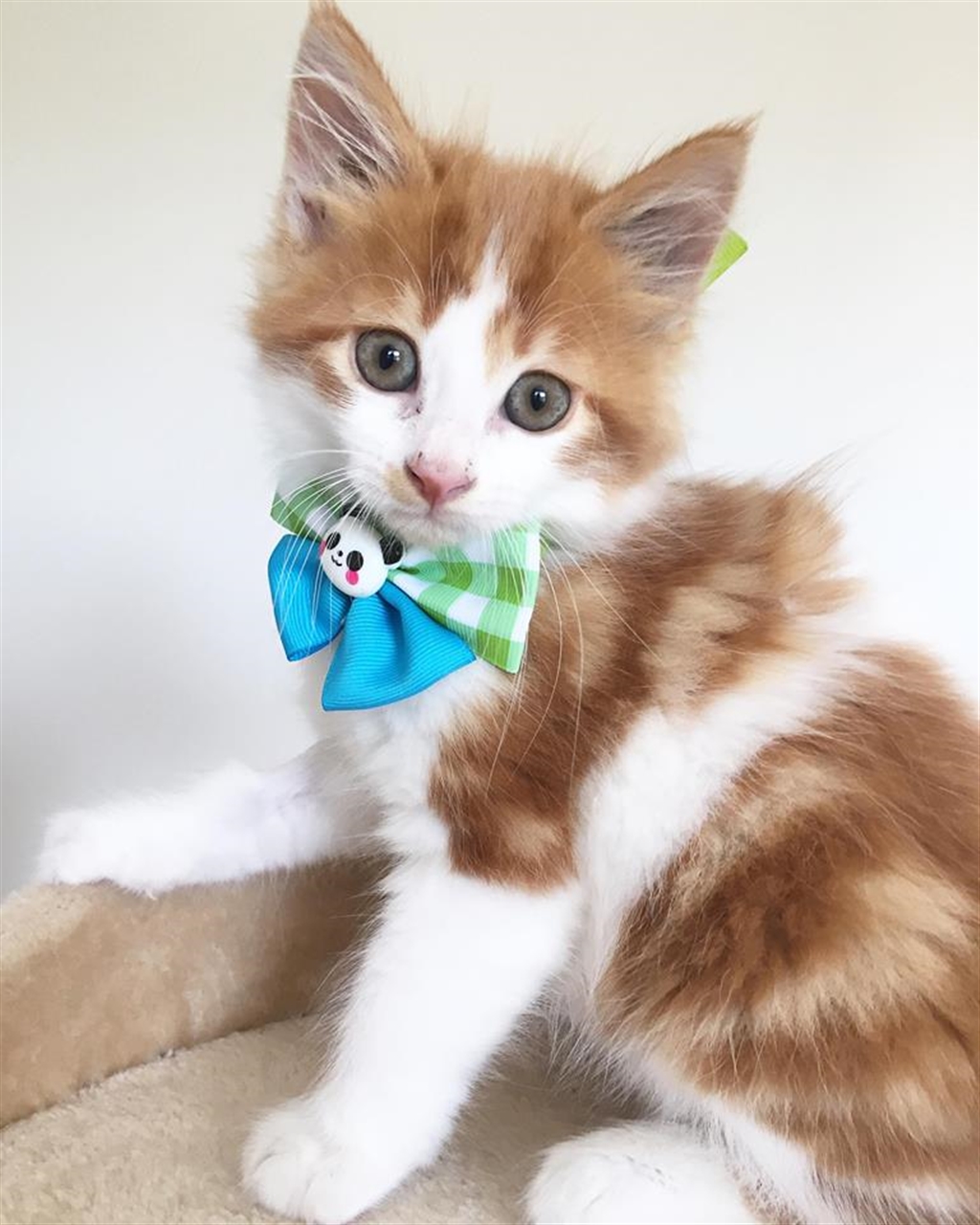 Leo - Male Dlh Mix Cat in VIC - PetRescue