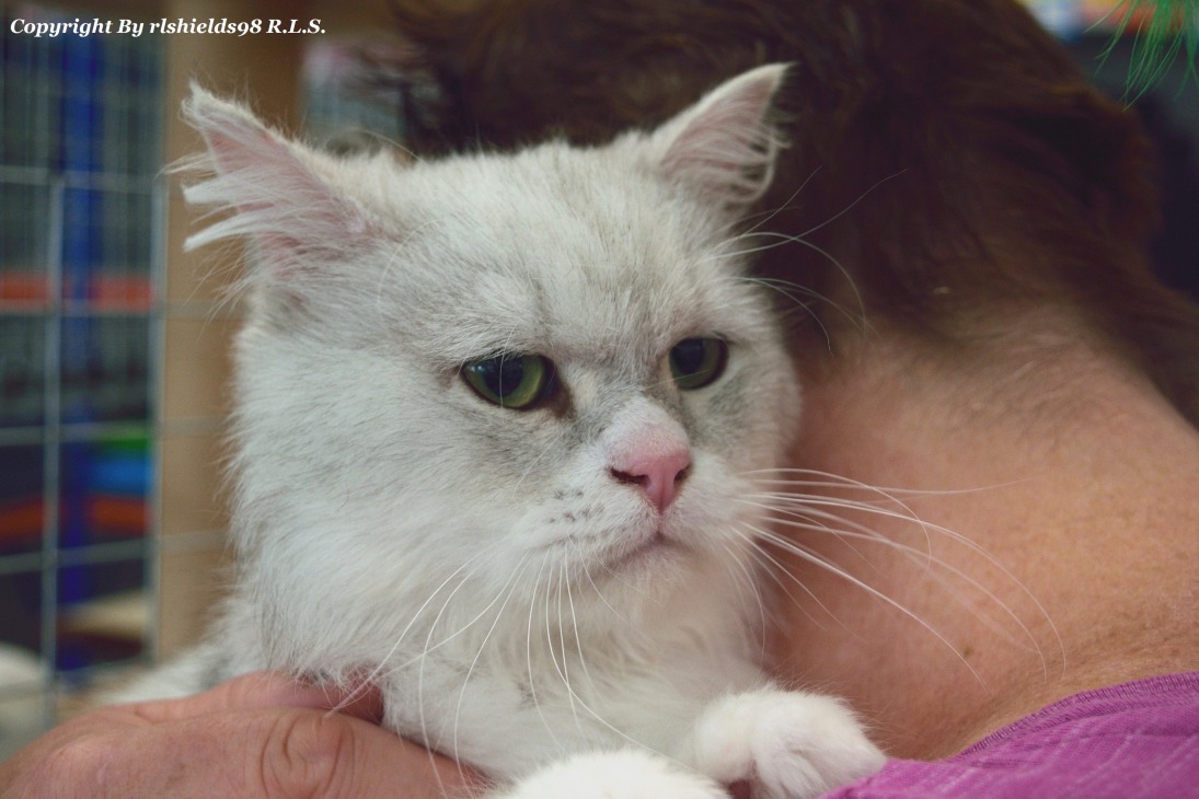 Jasper - Male Chinchilla Mix Cat in SA - PetRescue